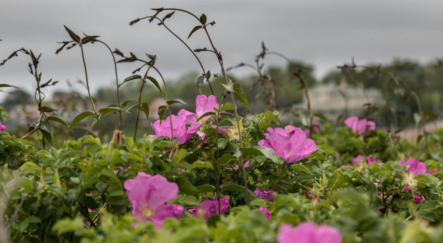 Understanding Abuse - Women's Resource Center - Domestic Aid Hotline